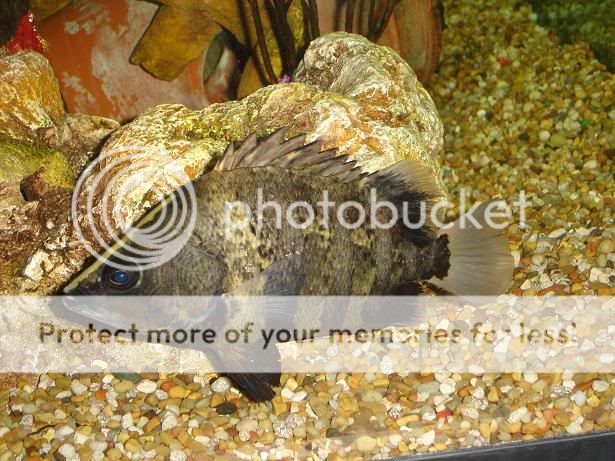 *Post Pics of your UNSTABLE Dats* | MonsterFishKeepers.com