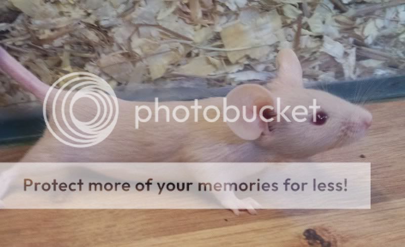 NW England - Mice - 3 Champagne Tan Bucks | Reptile Forums